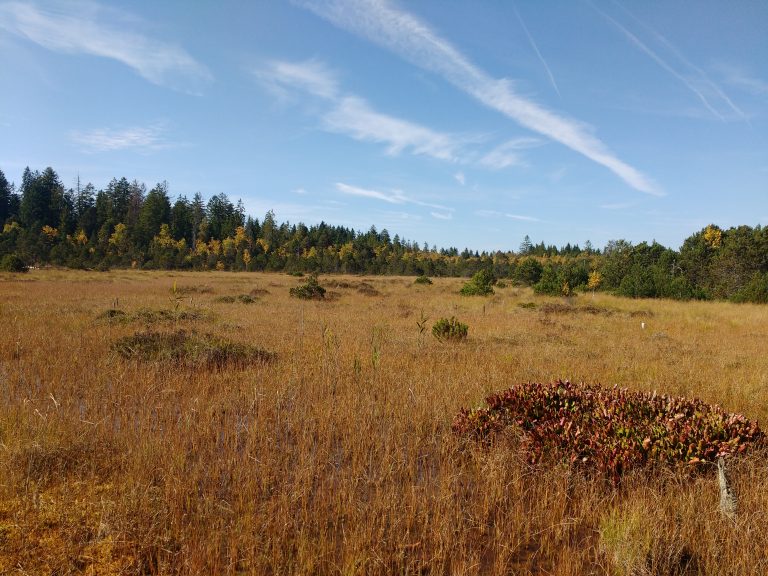 Les tourbières, un monde méconnu à préserver - Journalistes Écrivains ...